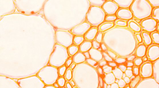 Anthelios Tinted Fluid Facial Sunscreen | La Roche-Posay Australia